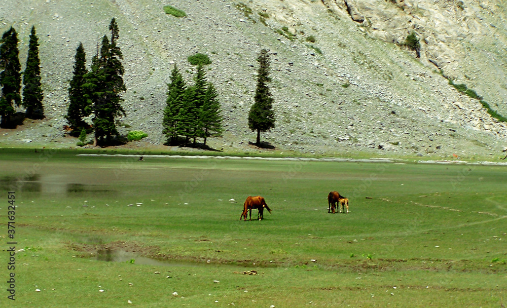 landscapes of kaghan valley in summer terrain with grazing horses and ...