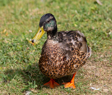 Duck Chest Free Stock Photo - Public Domain Pictures