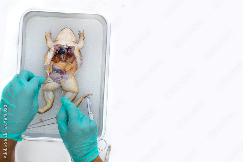 Student hands dissecting frog, anatomy for educational purpose ...