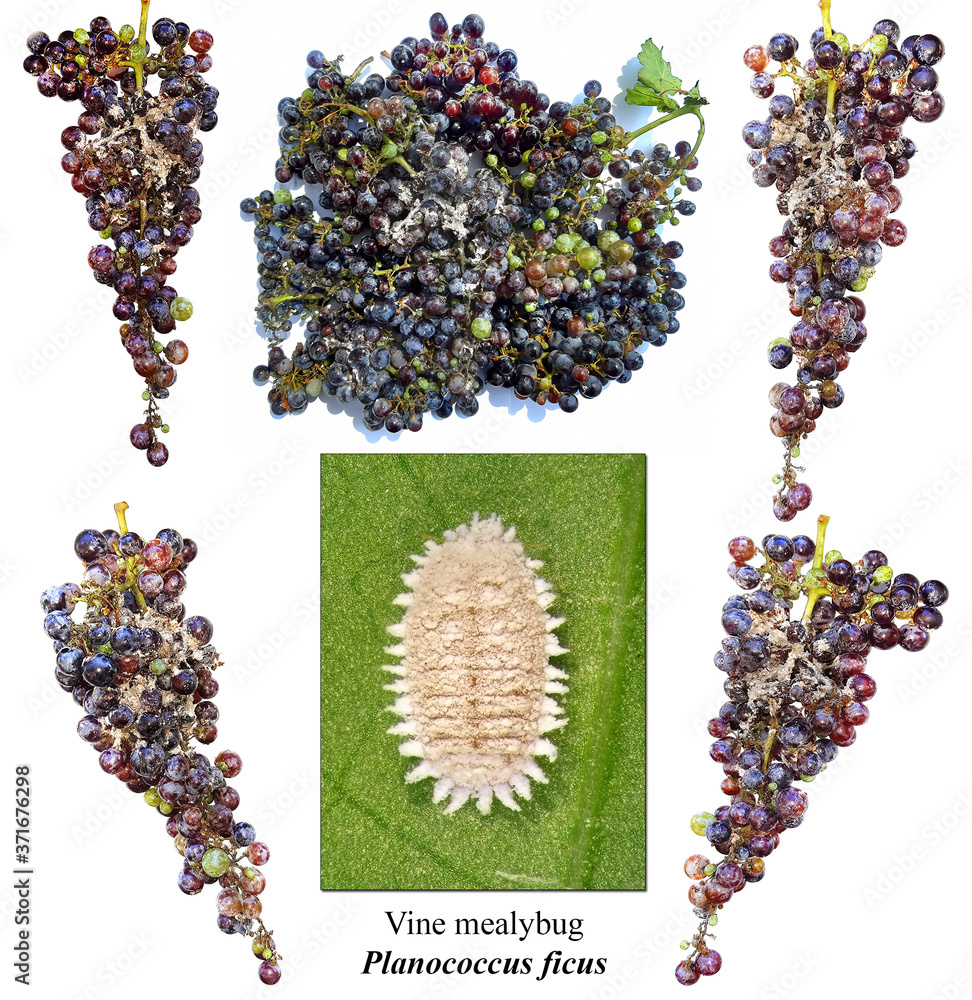 Photo Stock Black grape cluster damaged by a vine mealybug, Planococcus ...
