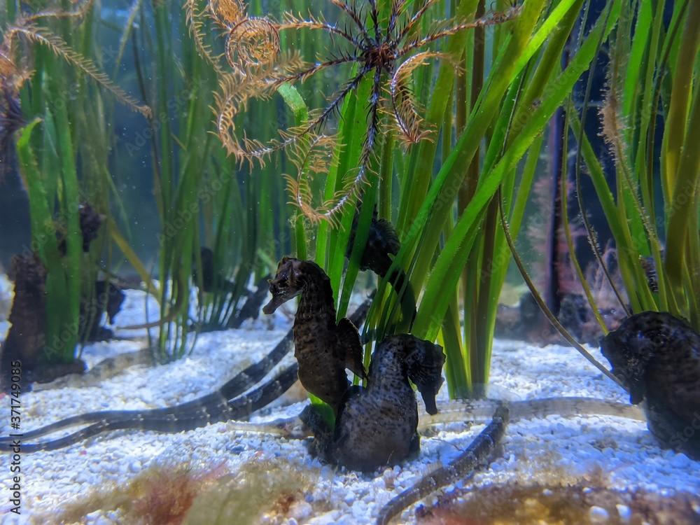 Musée océanographique de Monaco monte Carlo, poissons Némo, crabe ...