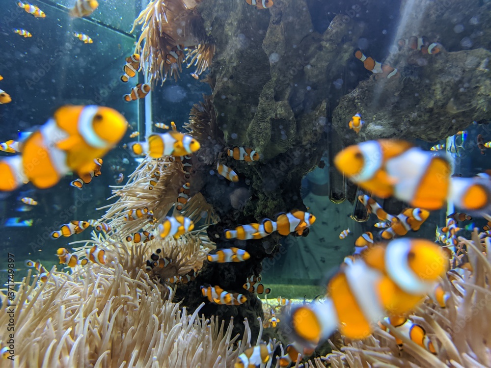 Stock-Foto „Musée océanographique de Monaco monte Carlo, poissons Némo ...