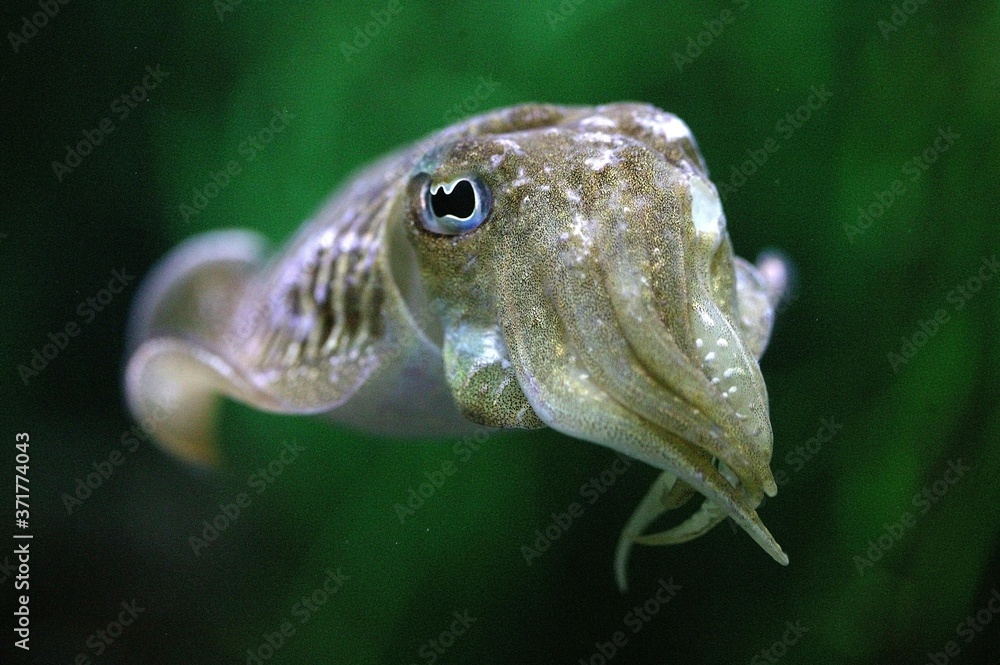 Cuttlefish, sepia sp. Stock Photo | Adobe Stock