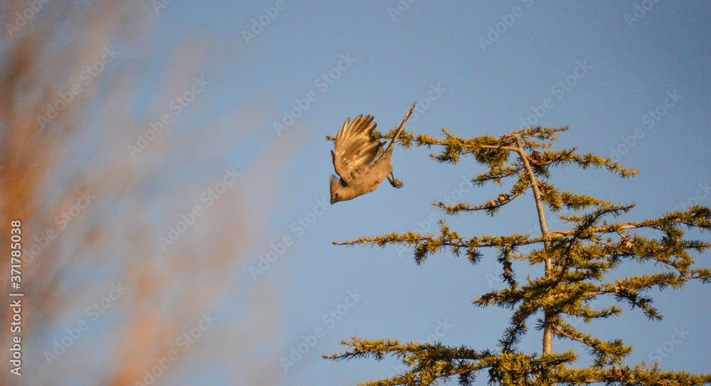 Isolated Grey go away-bird, also known as grey lourie, grey loerie is a ...