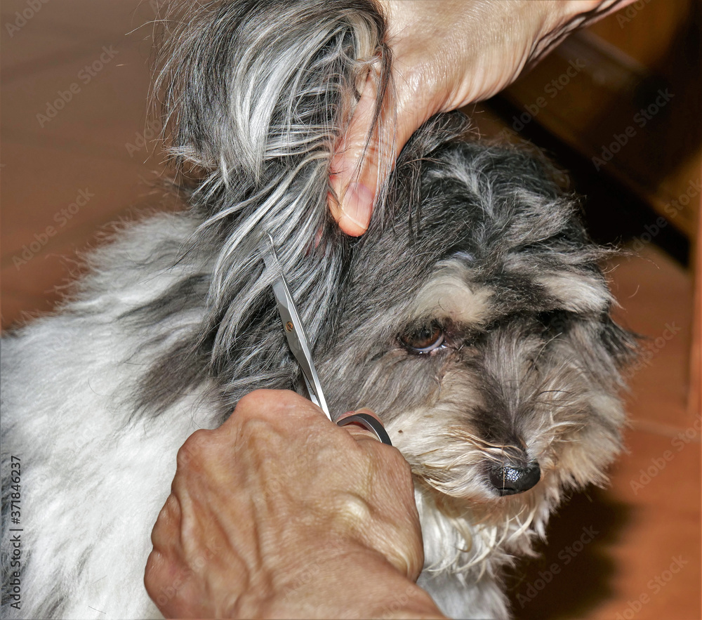 Very Cute Female Havanese Dog is groomed at home with scissor in its ...