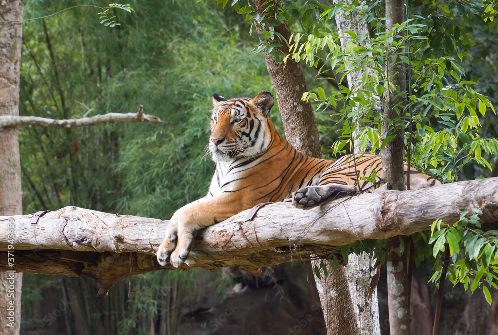 Bengal Tiger relaxing on a tree Stock Photo | Adobe Stock