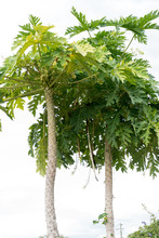 Male Papaya Tree With Flower Free Stock Photo - Public Domain Pictures