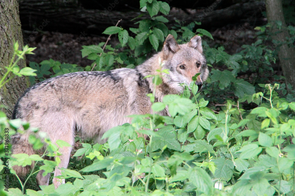 Der Wolf (Canus lupus) ist ein Raubtier, Sachsen, Deutschland, Europa ...