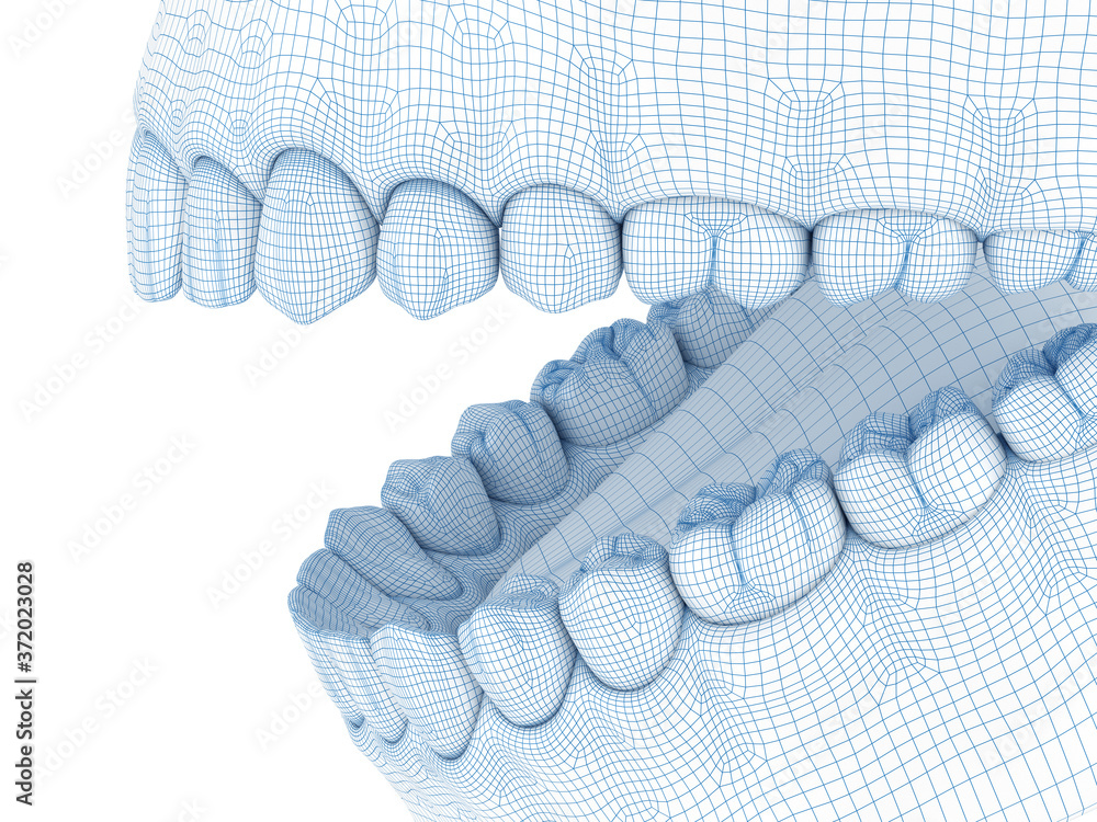 Morphology of mandibular human gum and teeth. Wire 3d model ...