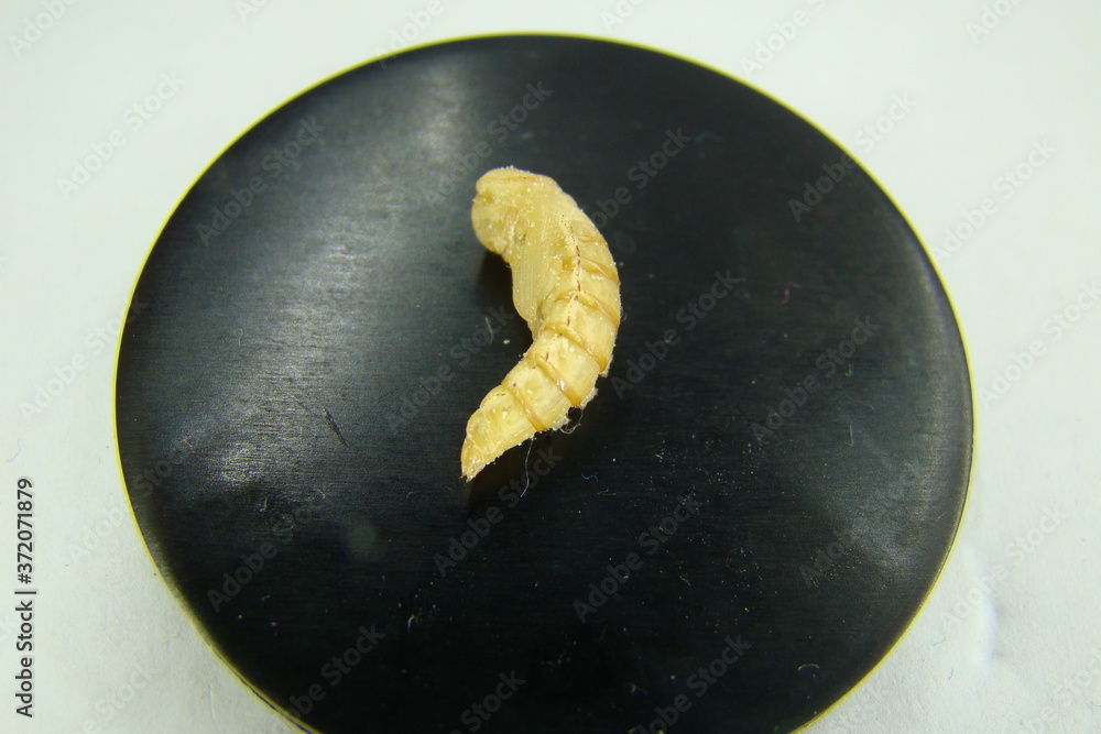 mealworm - superworm | pupa - Stages of the meal worm - the life cycle ...