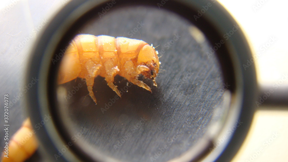mealworm - superworm | larva on white background close up - Stages of ...