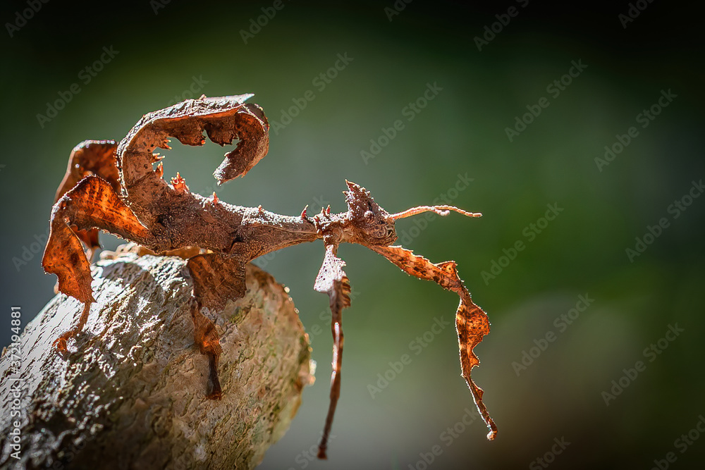 Australian Spiny Stick Insect Stock Photo | Adobe Stock