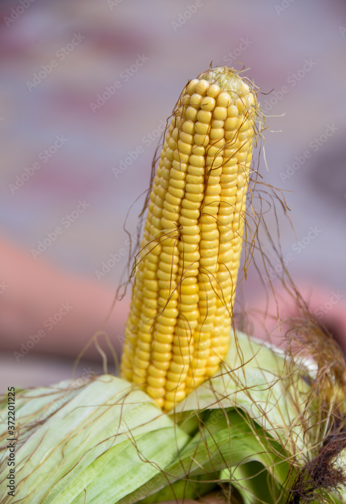 In the summer, the harvest of yellow corn. Cleaning corn, removing ...