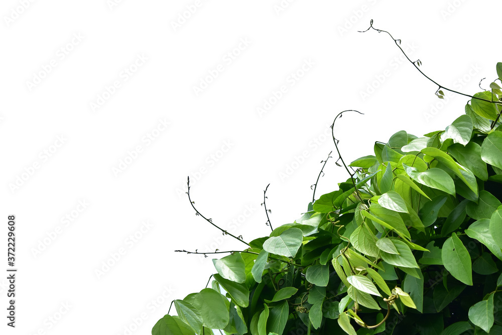 Bush grape or three-leaved wild vine cayratia (Cayratia trifolia) liana ...