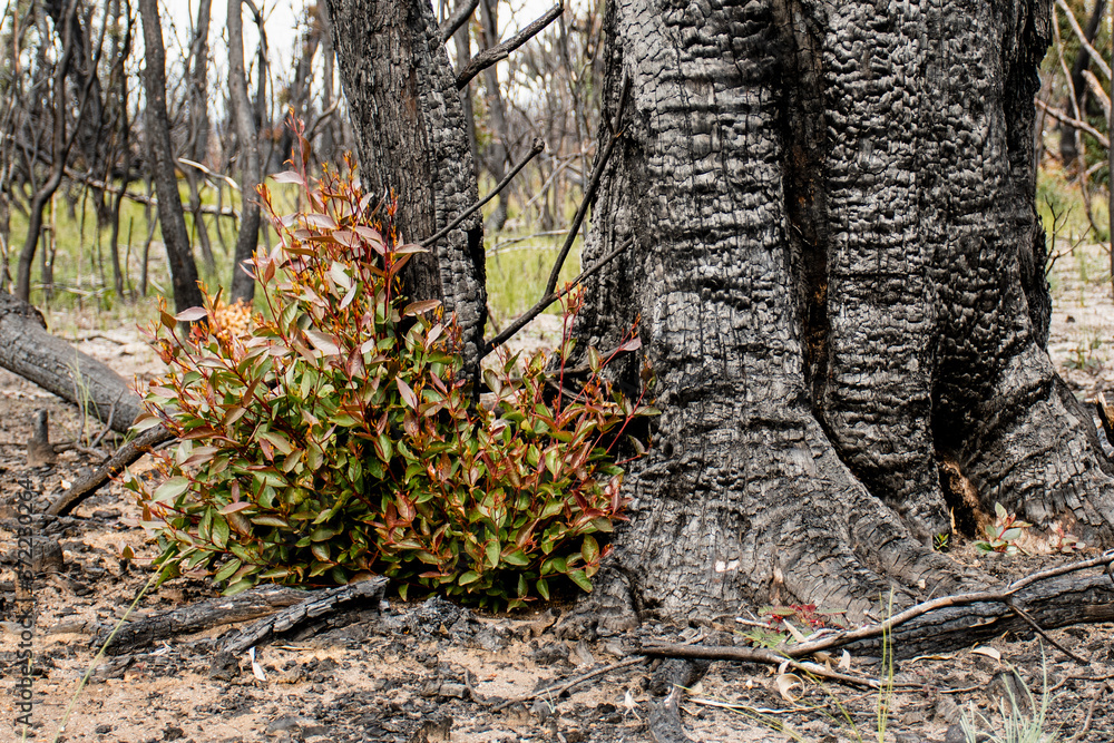 Australian bushfires aftermath: eucalyptus trees recovering after ...