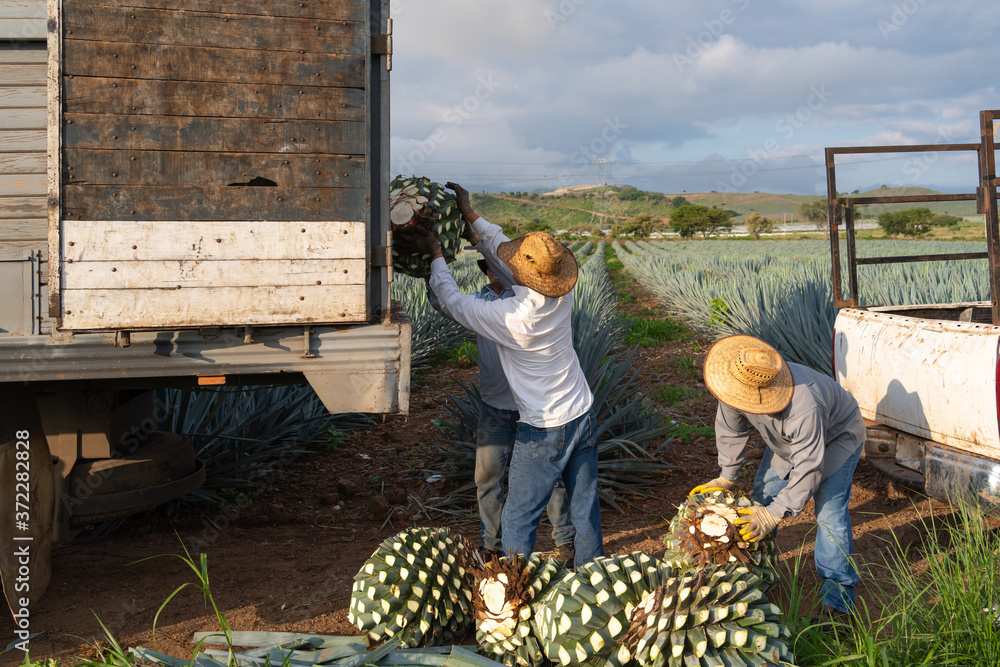 Photo Stock Los campesinos jimadores están subiendo las bolas de agave ... Photo Stock Los campesinos jimadores están subiendo las bolas de agave ...
