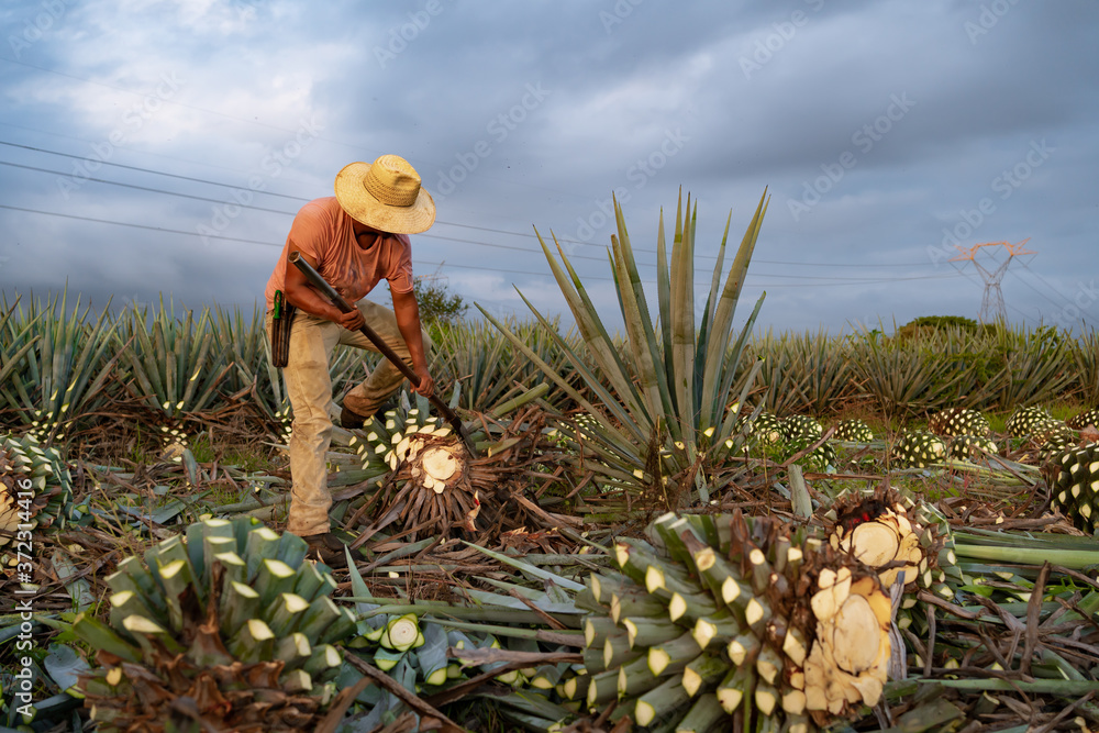 El campesino jimador está trabajando muy fuerte con una planta de agave ...
