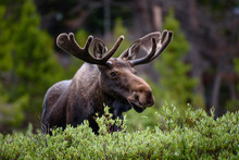 Moose In The Forest Free Stock Photo - Public Domain Pictures