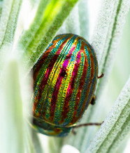 Tater Bug Free Stock Photo - Public Domain Pictures