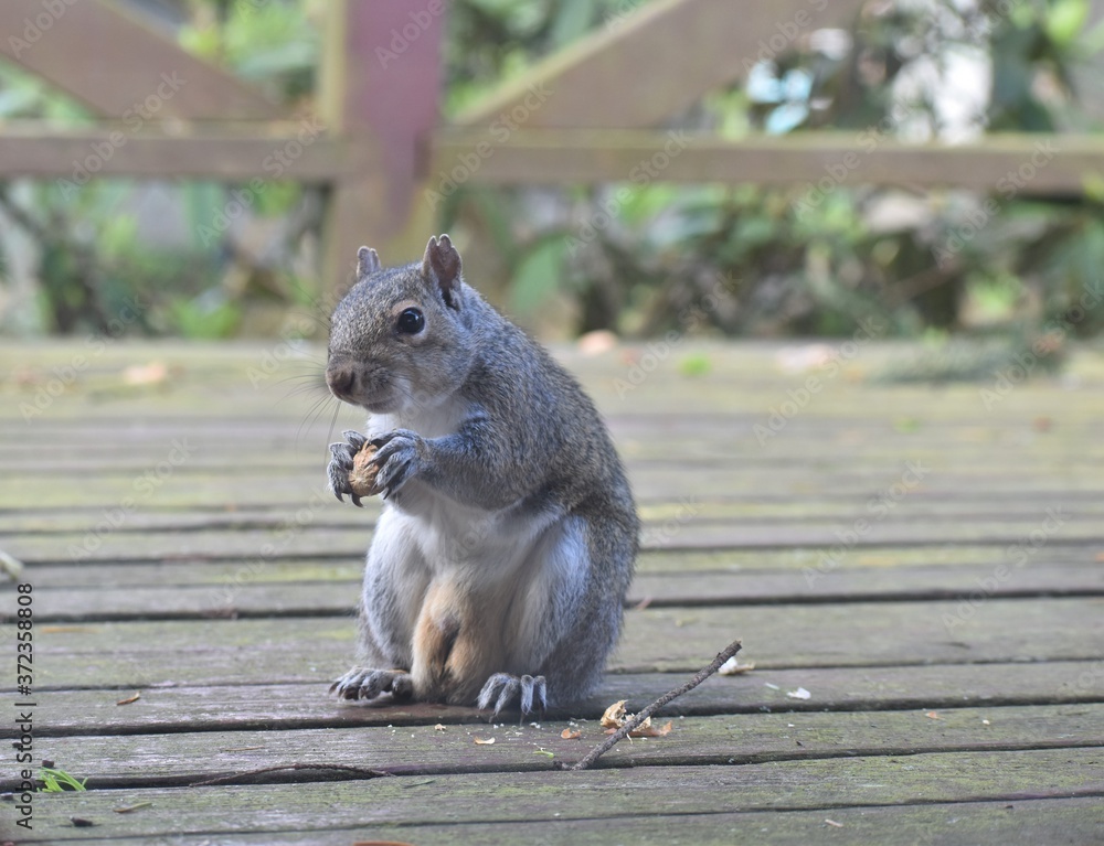 Male Eastern Gray Squirrel with ragged ears and short tail eating ...