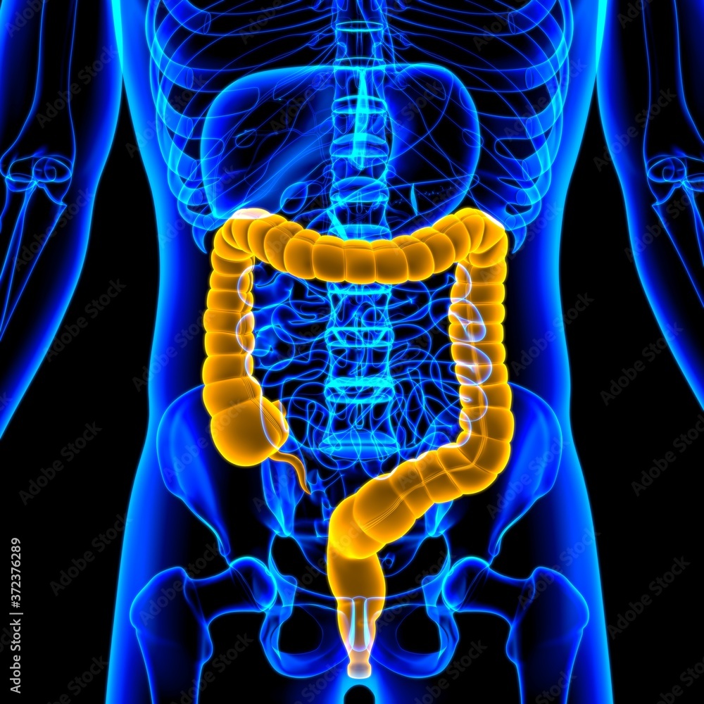 Large Intestine 3D Illustration Human Digestive System Anatomy Stock ...