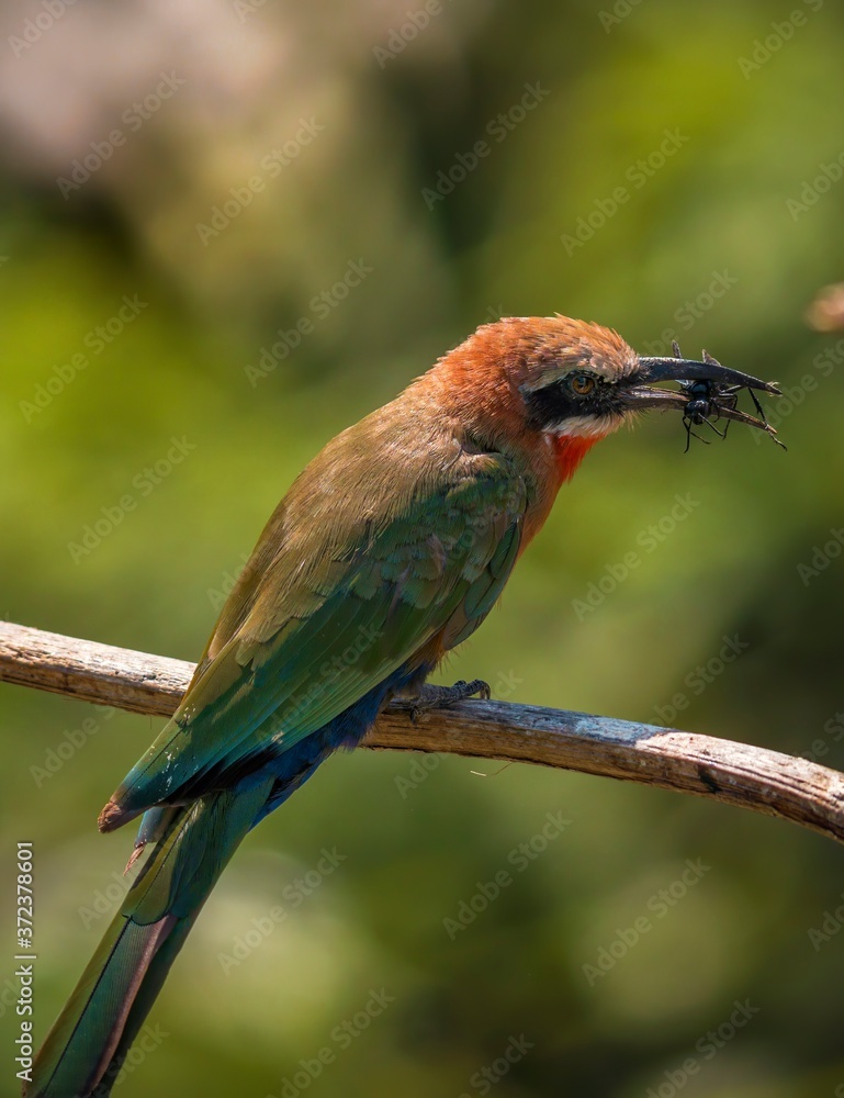 This image shows a white-fronted bee-eater (Merops bullockoides) bird ...