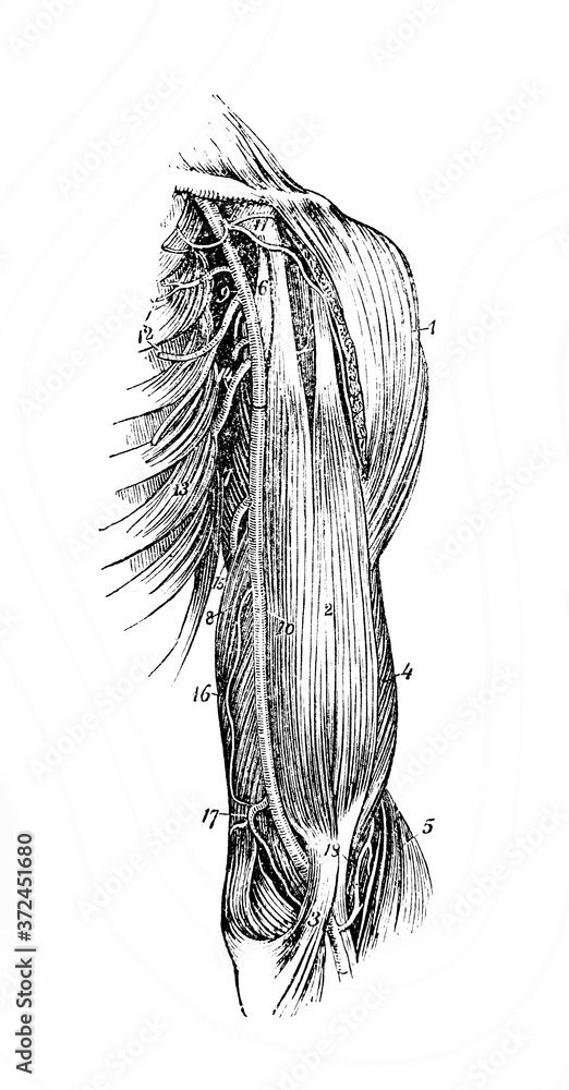 Shoulder muscles in the old book Human body anatomy by Dr. Holstein ...