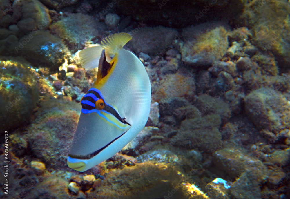 Colorful exotic fish with name Picasso triggerfish, scientific name is ...