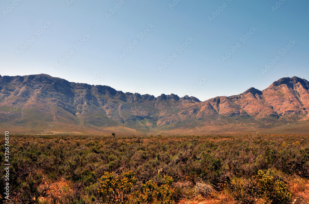 Fynbos is a belt of natural shrubland or heathland vegetation ...