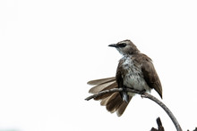 White Vented Bulbul Free Stock Photo - Public Domain Pictures
