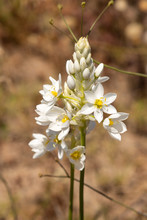 Chincherinchee Flowers And Seeds Free Stock Photo - Public Domain Pictures