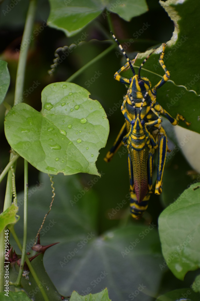 mating locusts(tiddi),the big-headed, ogre-eyed insects that breed in ...