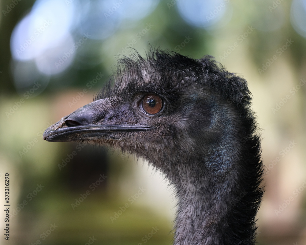 The emu is the second-largest living bird by height, after its ratite ...