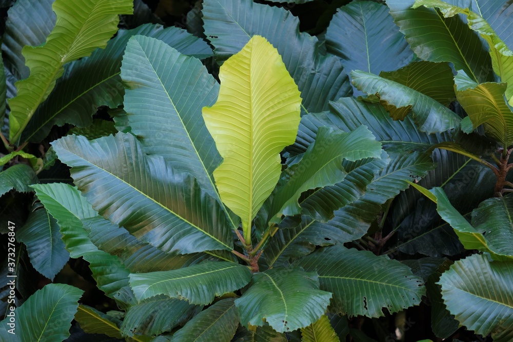 Magnolia sulawesiana is a large evergreen tree of the family ...