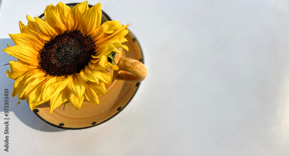 Sunflower in coffee cup with white background Stock Photo | Adobe Stock