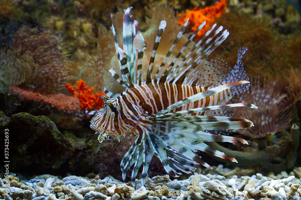 Beautiful dwarf lionfish on the coral reefs, dwarf lionfish closeup ...