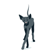 Sphynx Hairless Cat Illustration Free Stock Photo - Public Domain Pictures