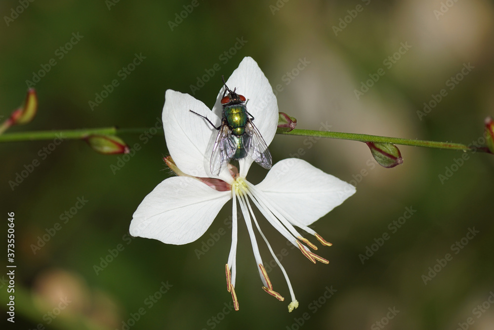 Green bottle fly (Lucilia), family blow flies, Calliphoridae on a ...