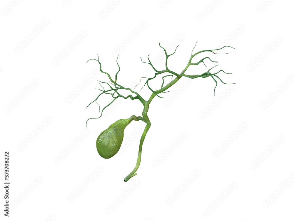 gallbladder anatomy isolated on white background, Human gallbladder ...