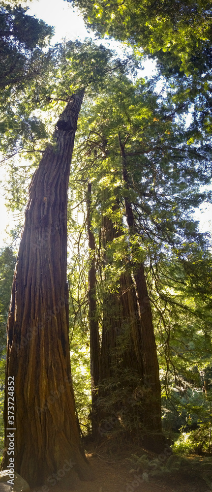 Shot from the roots of giant sequoia trees inside the national park ...