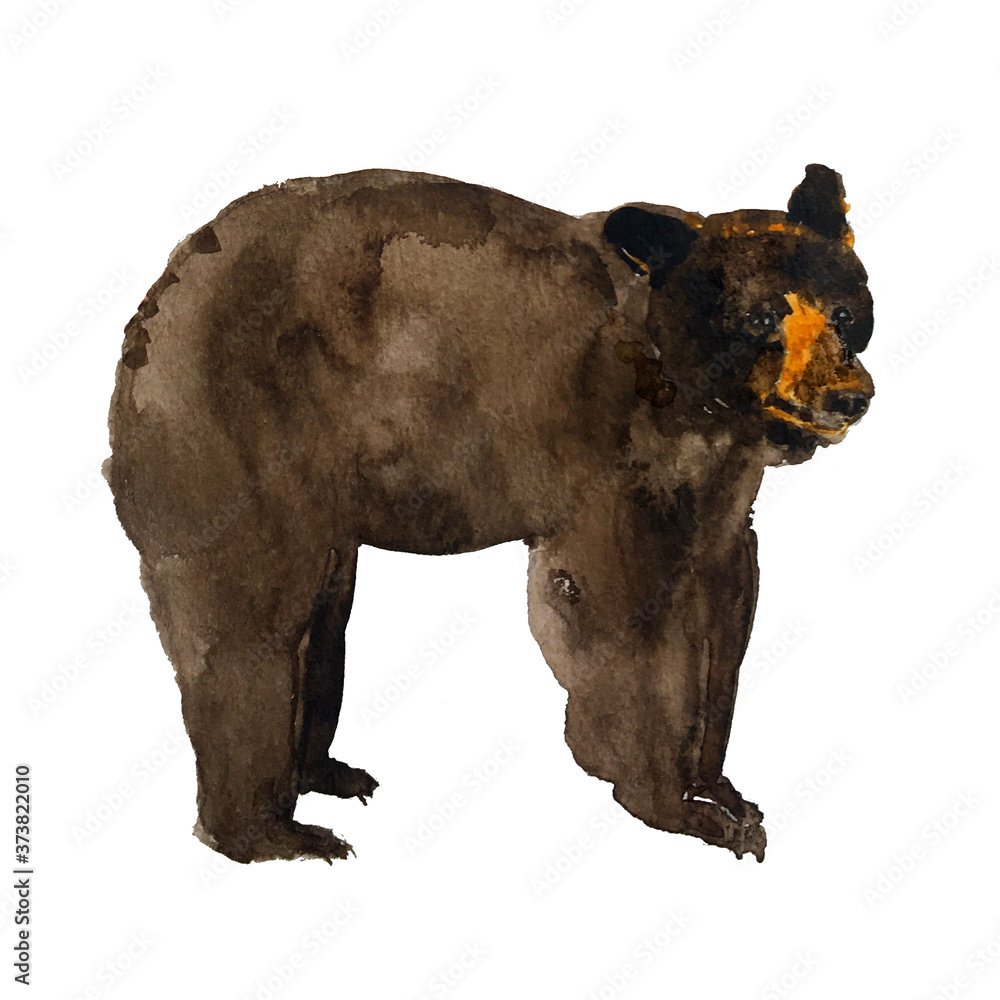 Bear watercolor drawing hand drawn illustration isolated on white ...