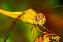 Yellow Damselfly Close-up Free Stock Photo - Public Domain Pictures