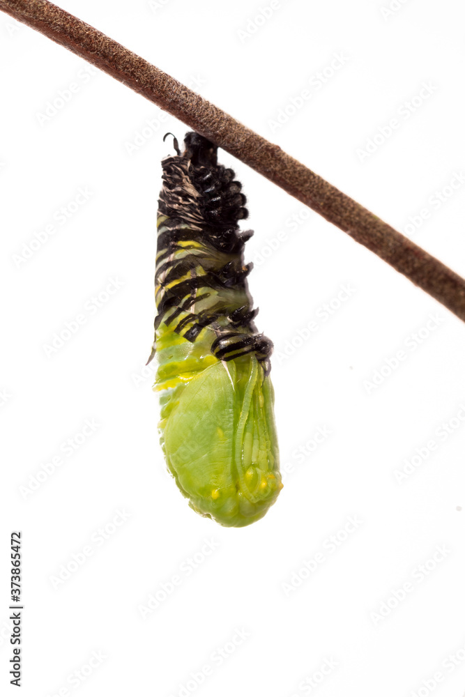 Monarch butterfly caterpillar transforming into a chrysalis. The ...
