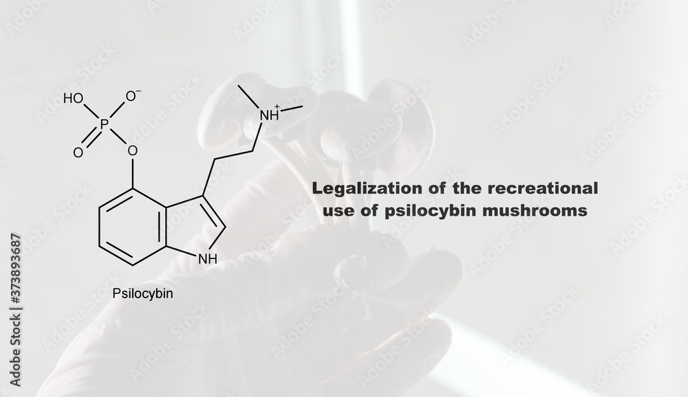 Legalization of the recreational use of psilocybin mushrooms ...