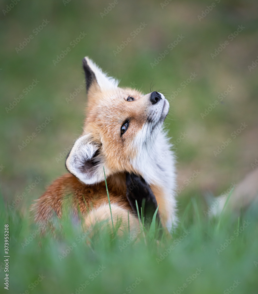 Red fox kit in the wild Stock Photo | Adobe Stock