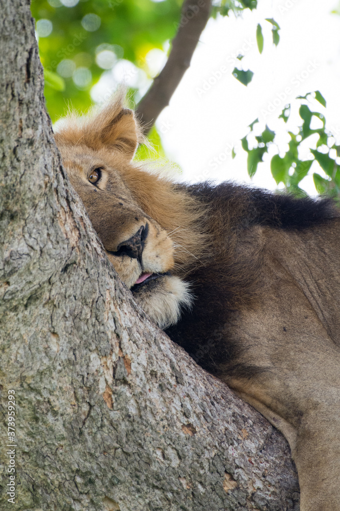 Famous male tree climbing lion king relaxing and sleeping at Ishasha ...