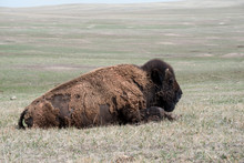 Sleeping Bison Free Stock Photo - Public Domain Pictures
