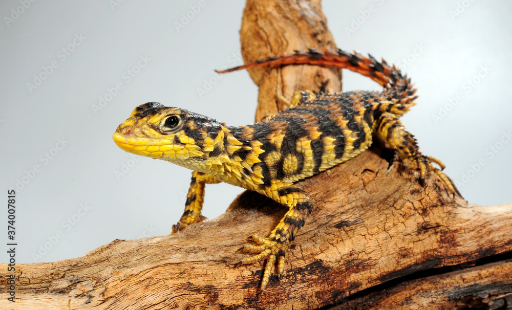 Riesen-Gürtelschweif (Smaug giganteus) / (Cordylus giganteus) - Giant ...