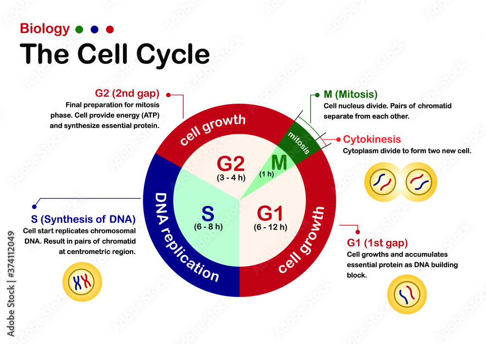 Стоковое векторное изображение «Biology diagram show infographic of ...