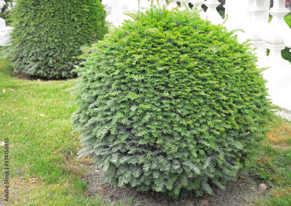 Ball-shaped English yew tree or European yew. Taxus baccata topiary ...